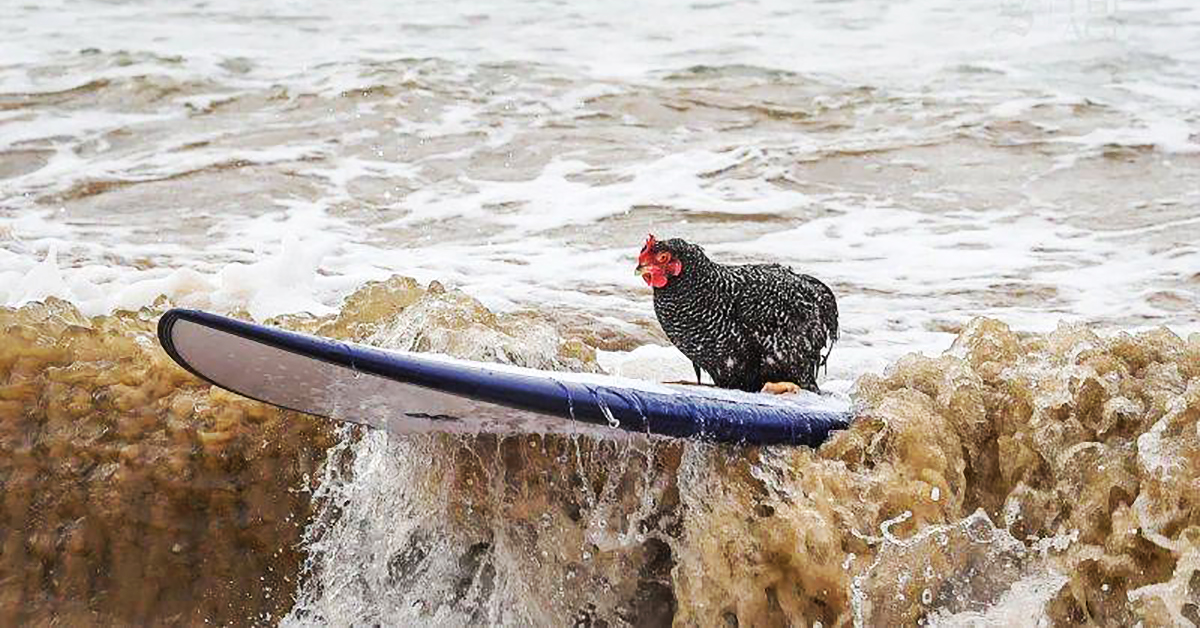 Funny Animal Pictures | Funny Pet Videos - theCHIVE