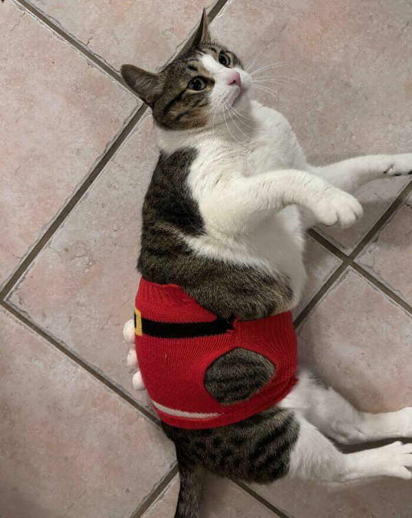Welcome to the First Cat Saturday of the Year!