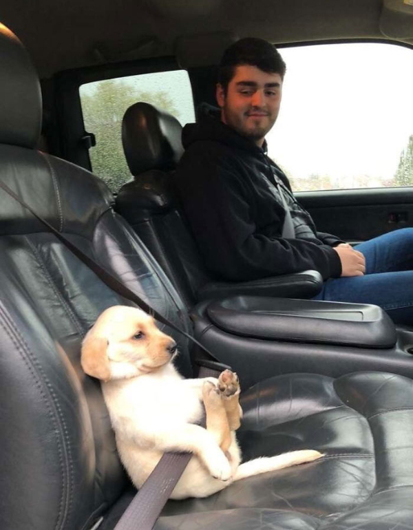 Throw a Bone to These Good Boys