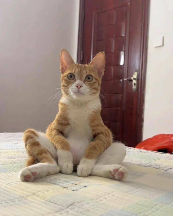 Welcome to the First Cat Saturday of the Year!
