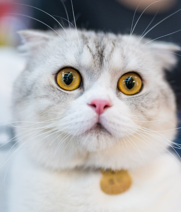 Welcome to the First Cat Saturday of the Year!