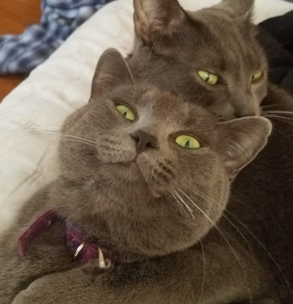 Welcome to the First Cat Saturday of the Year!