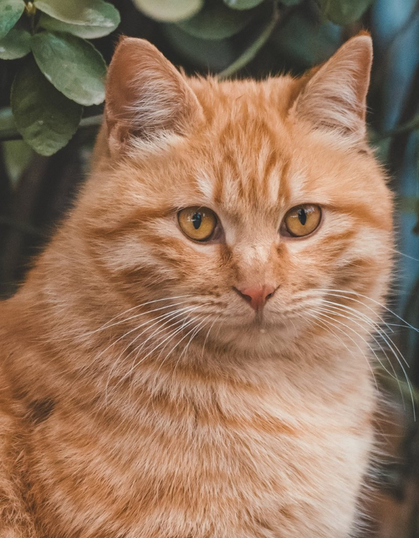 Welcome to the First Cat Saturday of the Year!