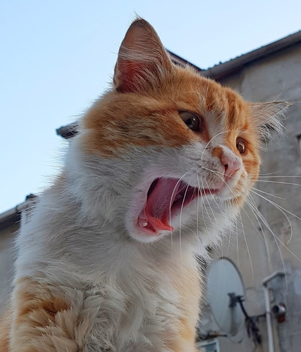 Welcome to the First Cat Saturday of the Year!
