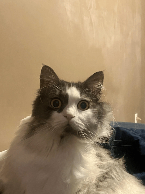 Welcome to the First Cat Saturday of the Year!