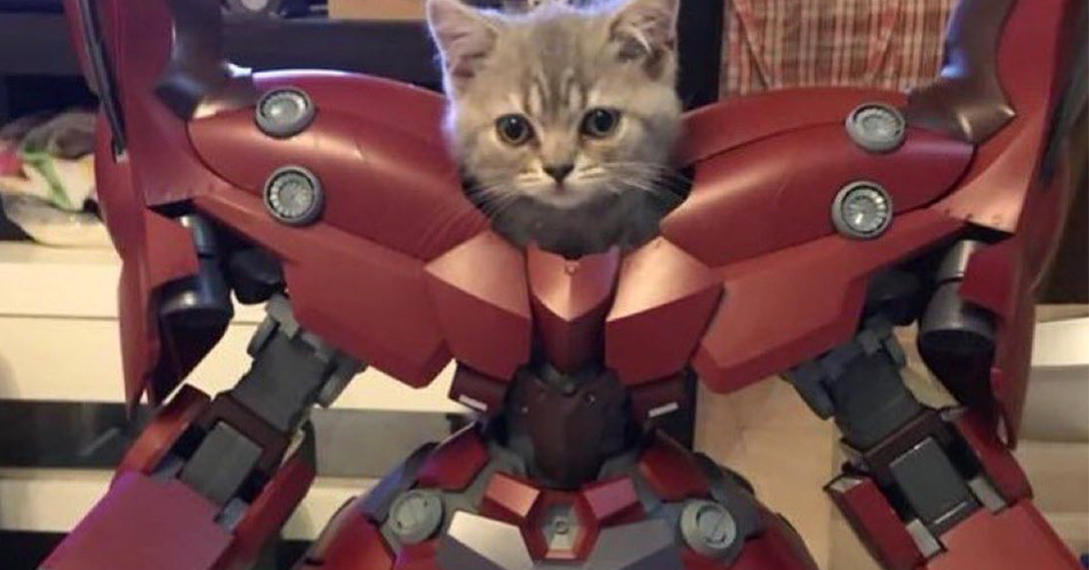 Daily Afternoon Randomness | Random Memes, Photos & Gifs - theCHIVE