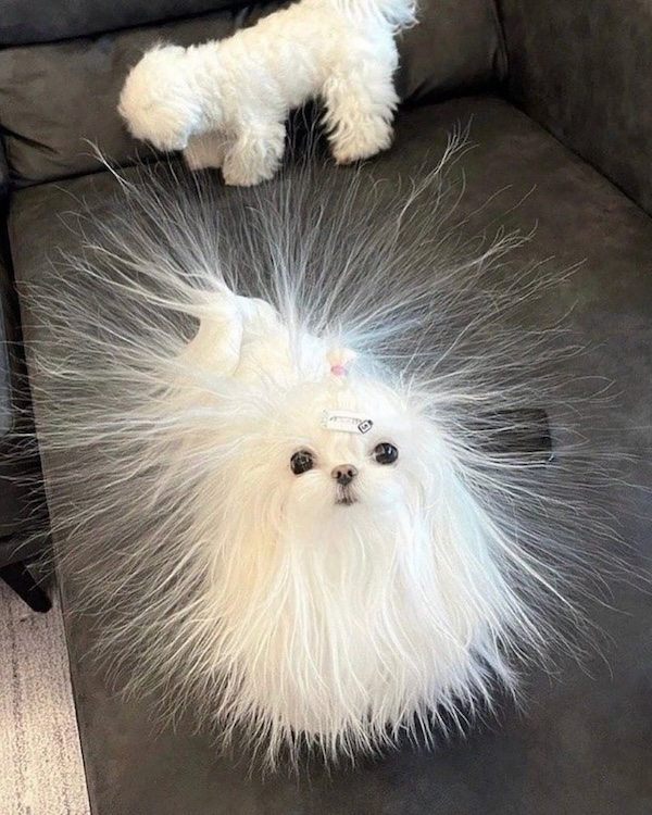 Silly Stupid Memes for Snoozy Saturday Sloths (31 Photos)