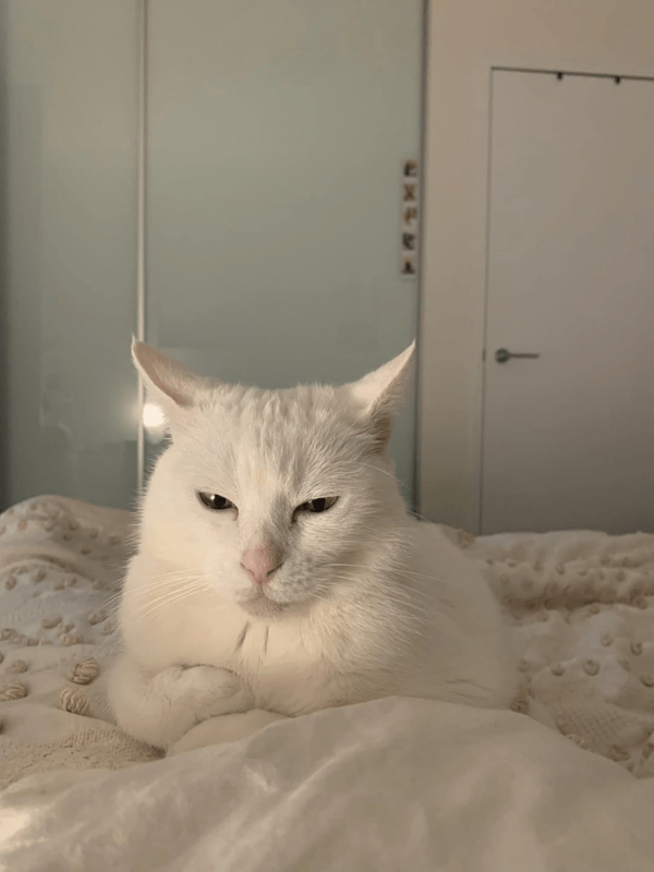 Welcome to the First Cat Saturday of the Year!