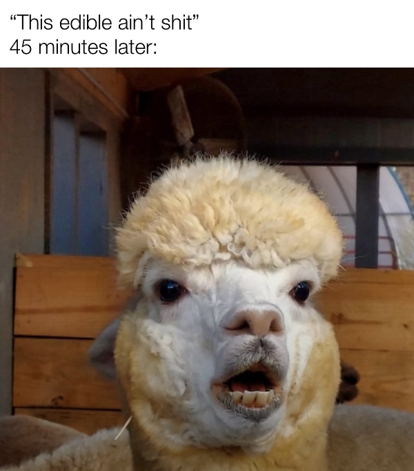 Fancy a Game of ‘You Laugh You Lose?'