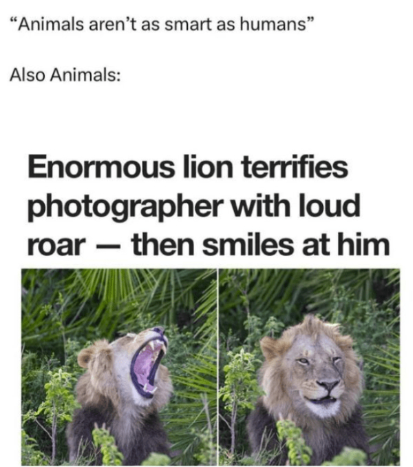 We Need More Wholesome Memes!