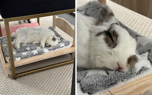 Spoiled pets that are living a life of luxury