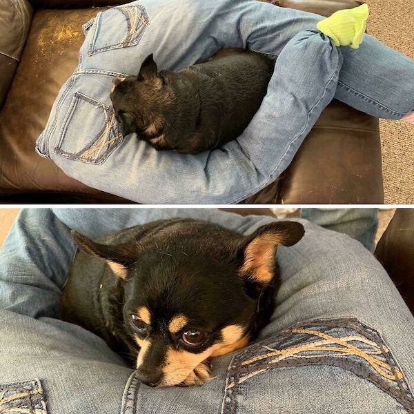 Spoiled pets that are living a life of luxury