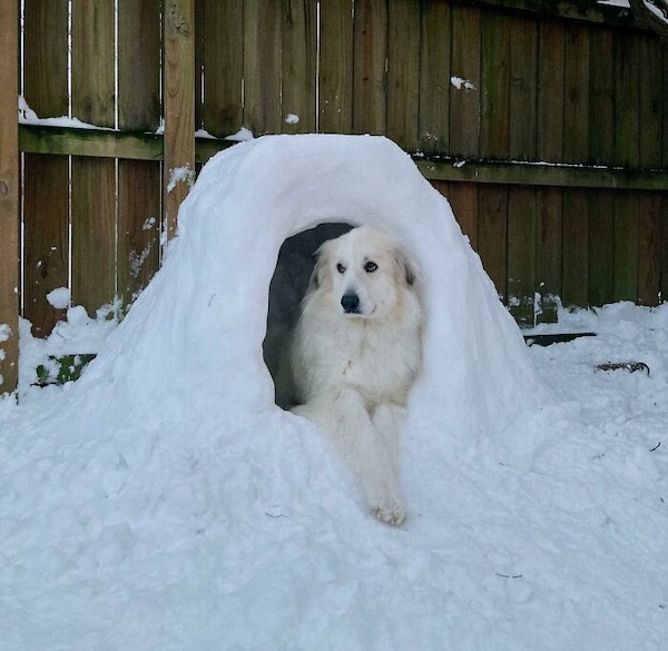 Spoiled pets that are living a life of luxury