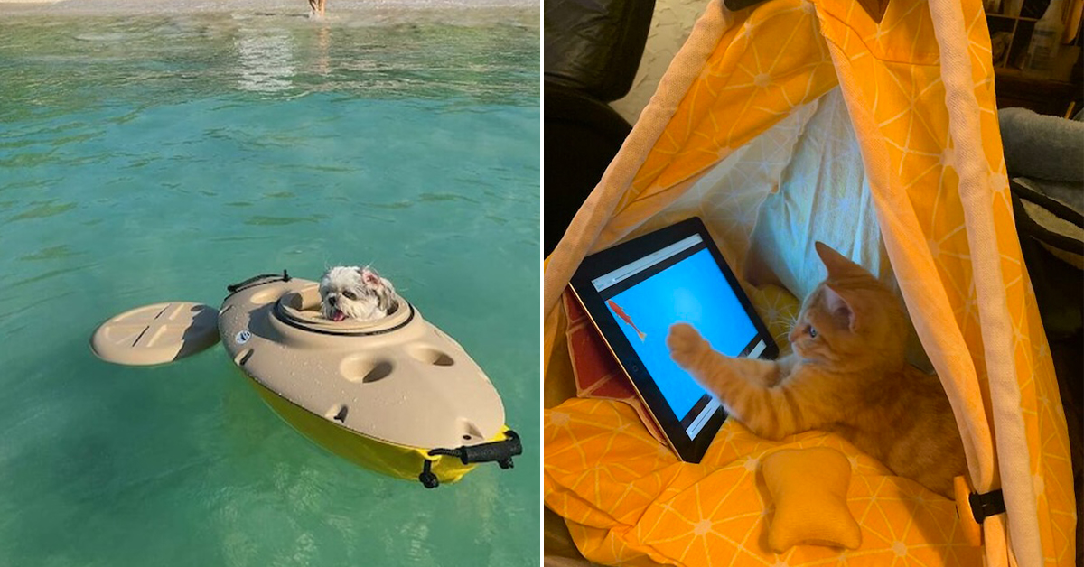 Spoiled pets that are living a life of luxury