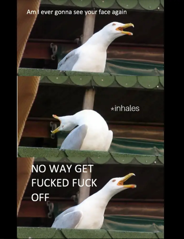 Aussie Memes From Down Unda M8