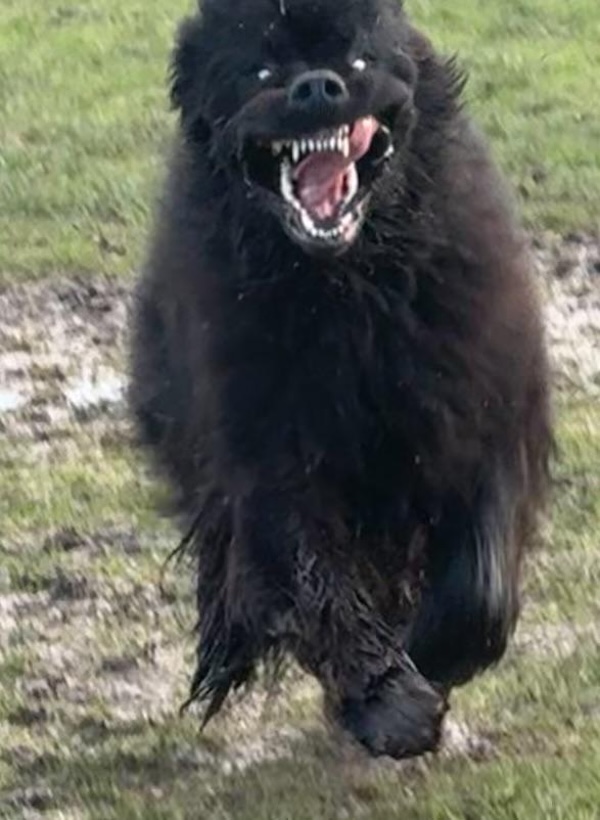 Dog, or a highly-classified government cryptid... you decide