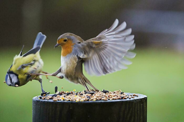 These Birds Are Bringing the Chaos