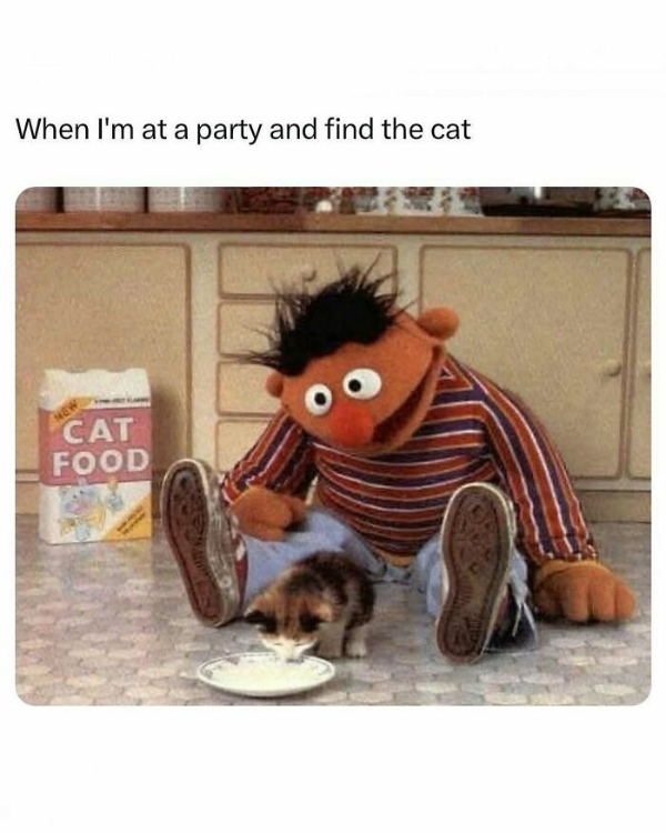 The Cats Are Out To Play This Saturday