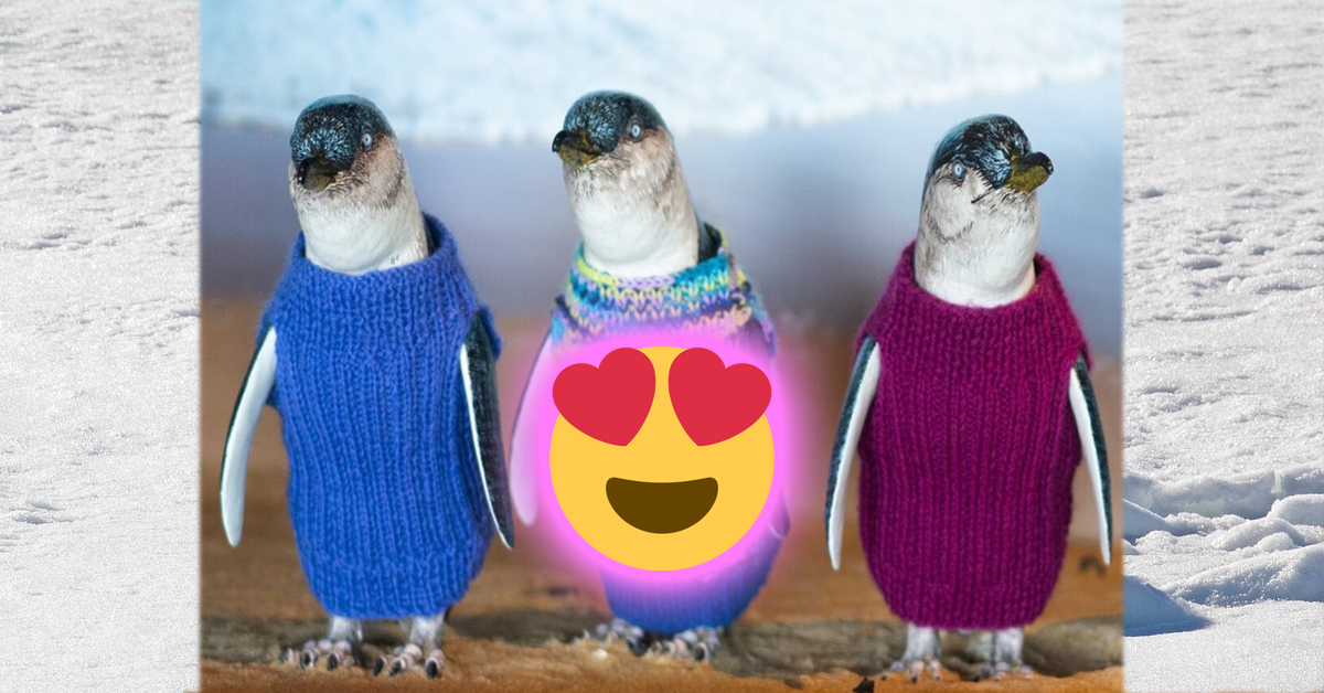 Foundation knits adorable sweaters for penguins in need