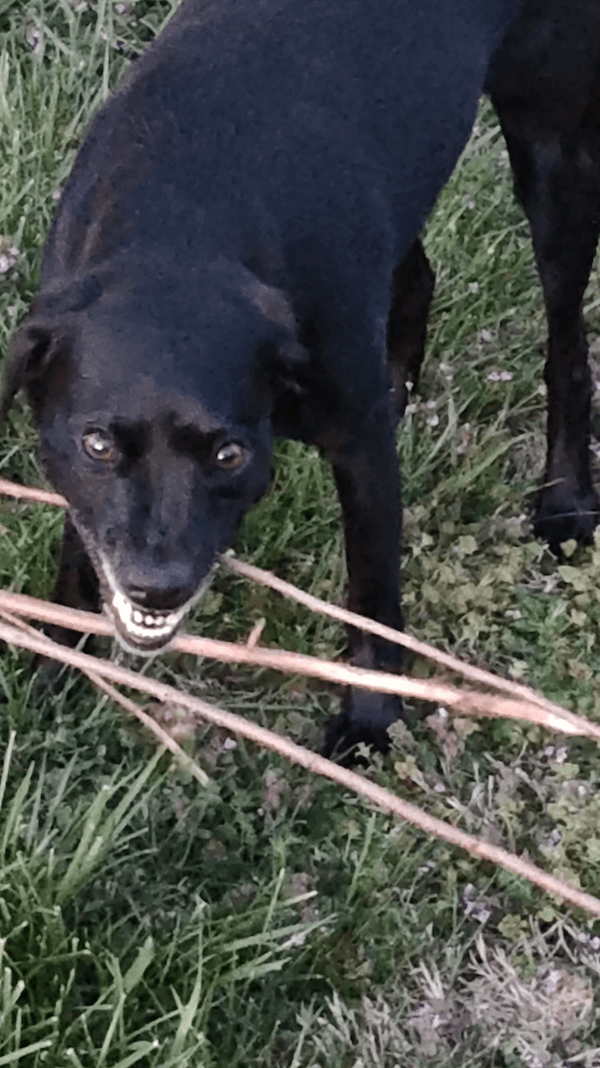 Dog, or a highly-classified government cryptid... you decide