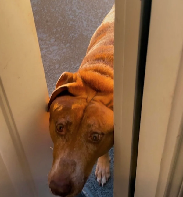 Dog, or a highly-classified government cryptid... you decide