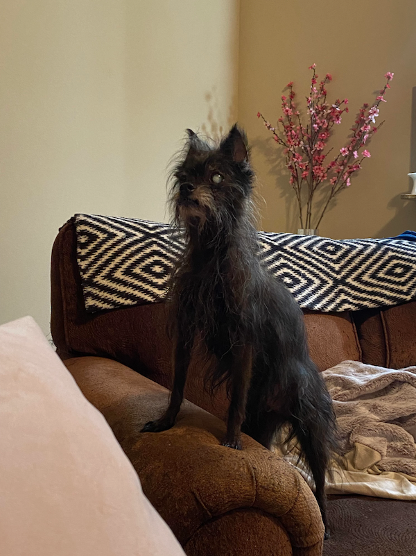 Dog, or a highly-classified government cryptid... you decide