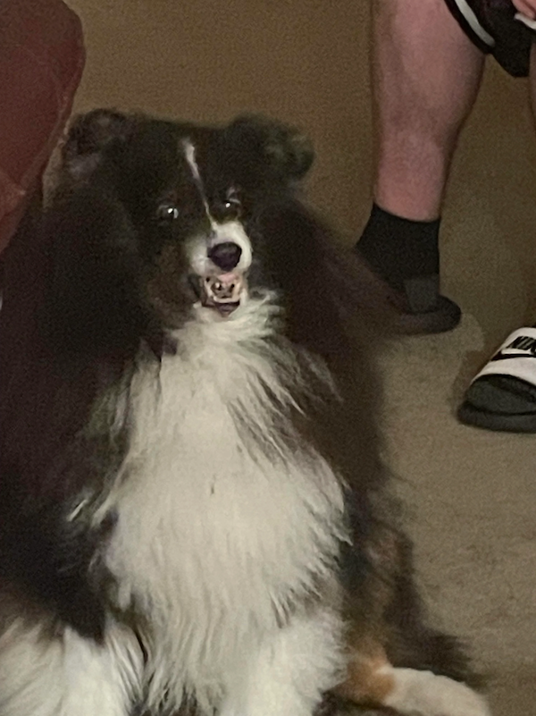 Dog, or a highly-classified government cryptid... you decide