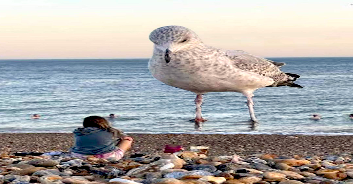 Daily Afternoon Randomness | Random Memes, Photos & Gifs - theCHIVE