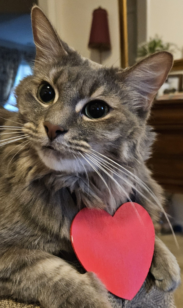 It’s Saturday and the Cats Are Out To Play!