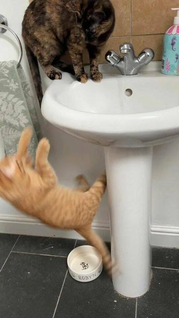 It’s Saturday and the Cats Are Out To Play!