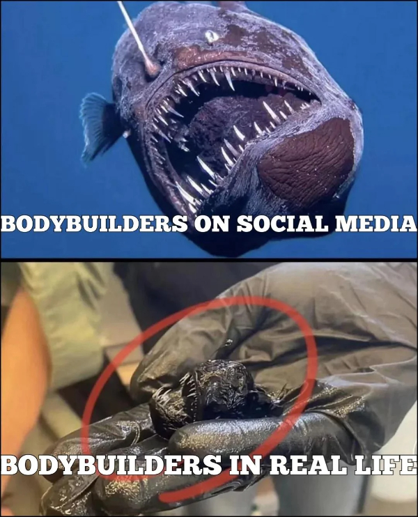 Gym Memes Are an Ab Workout