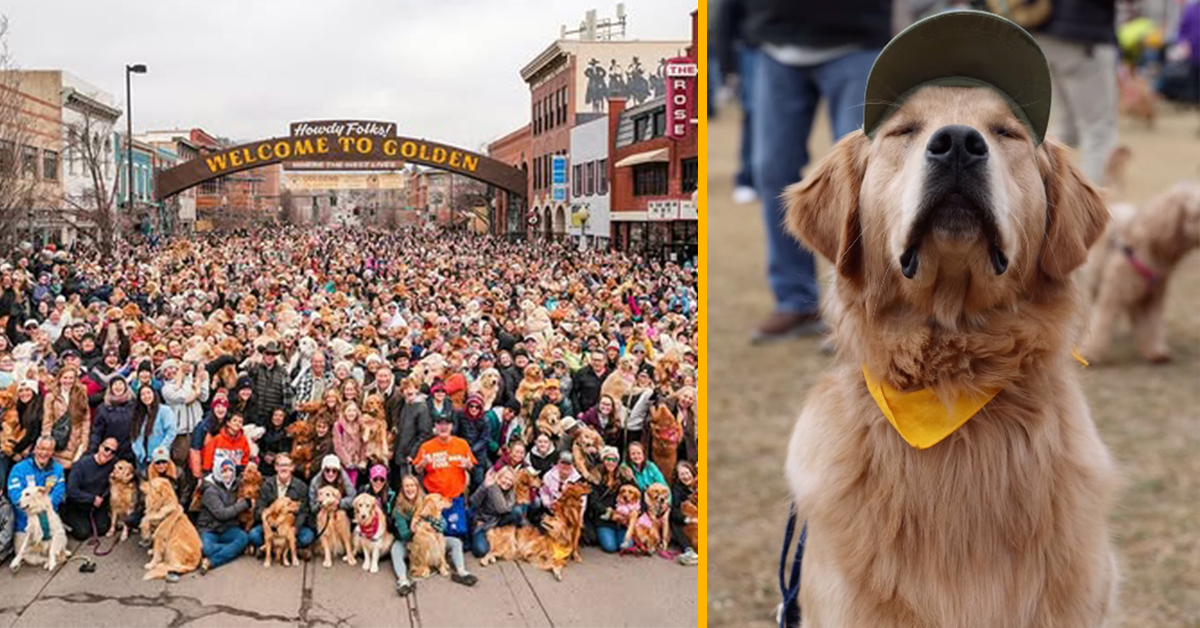 Golden Retrievers take over Golden, CO and our hearts can't handle it
