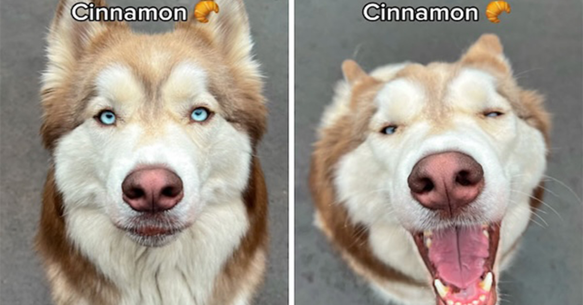 Funny Animal Pictures | Funny Pet Videos - theCHIVE