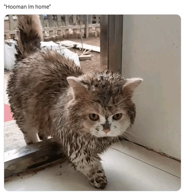 The Cats Are Out To Play This Saturday