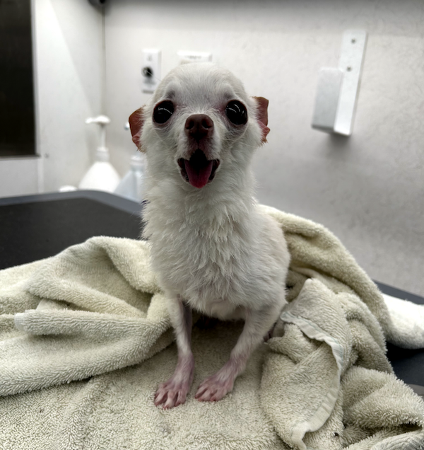 Dog, or a highly-classified government cryptid... you decide