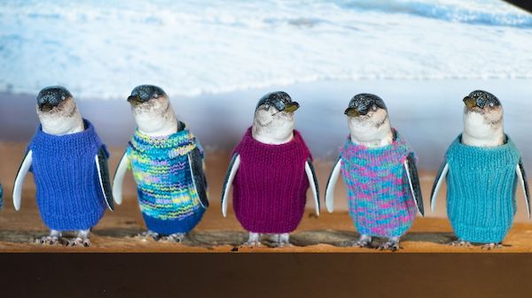 Foundation knits adorable sweaters for penguins in need