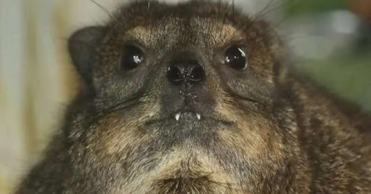 Daily Afternoon Randomness | Random Memes, Photos & Gifs - theCHIVE