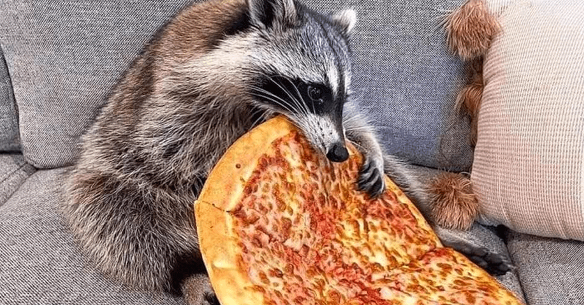 Daily Afternoon Randomness | Random Memes, Photos & Gifs - theCHIVE