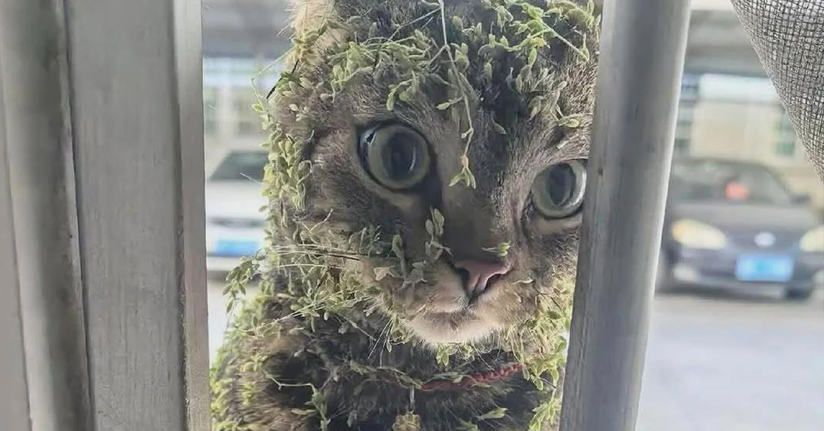 Daily Afternoon Randomness | Random Memes, Photos & Gifs - theCHIVE