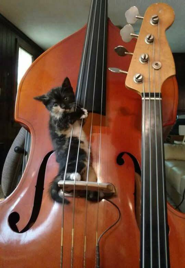 It’s Saturday and the Cats Are Out To Play!