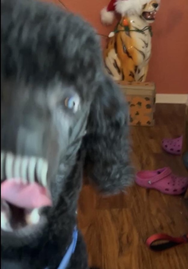 Dog, or a highly-classified government cryptid... you decide