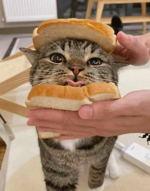 The Cats Are Out To Play This Saturday