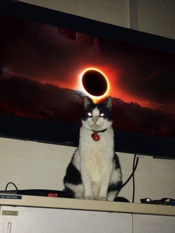 It’s Saturday and the Cats Are Out To Play!