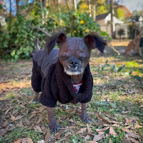 Dog, or a highly-classified government cryptid... you decide