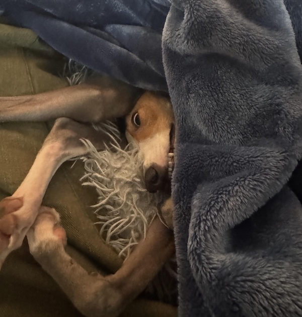 Dog, or a highly-classified government cryptid... you decide