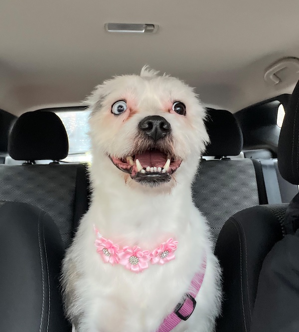 Dog, or a highly-classified government cryptid... you decide