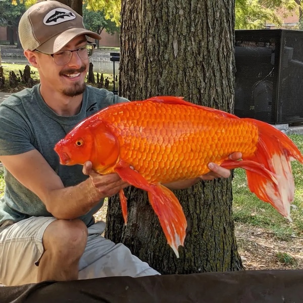 'Megalodon' Goldfish are Going to Swallow Us Whole