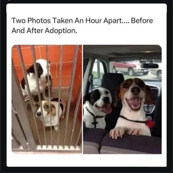 Dog Memes Dedicated to the Good Boys