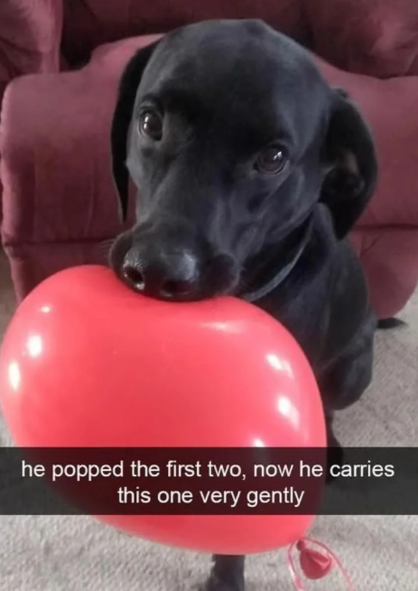 Dog Memes Dedicated to the Good Boys