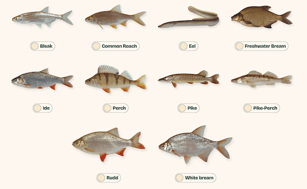 See a Fish? Ring the Fish Doorbell! Millions Help Dutch Fish Migration